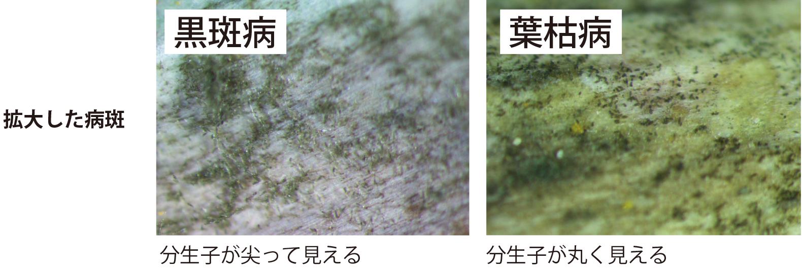 今出る病害虫＆防除のポイント「ネギ黒斑病」 - Daconil-club Blog