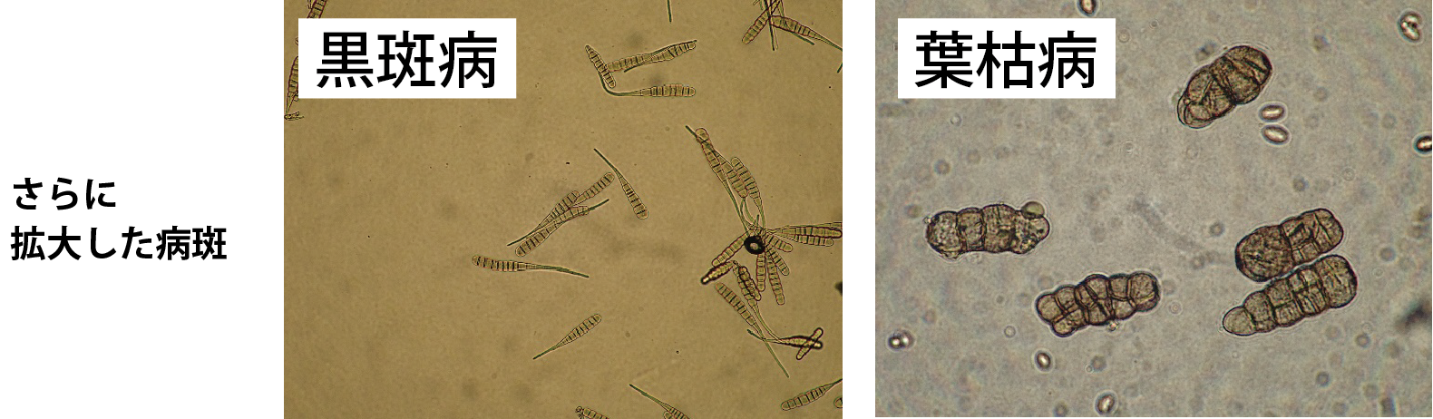 今出る病害虫＆防除のポイント「ネギ黒斑病」 - Daconil-club Blog
